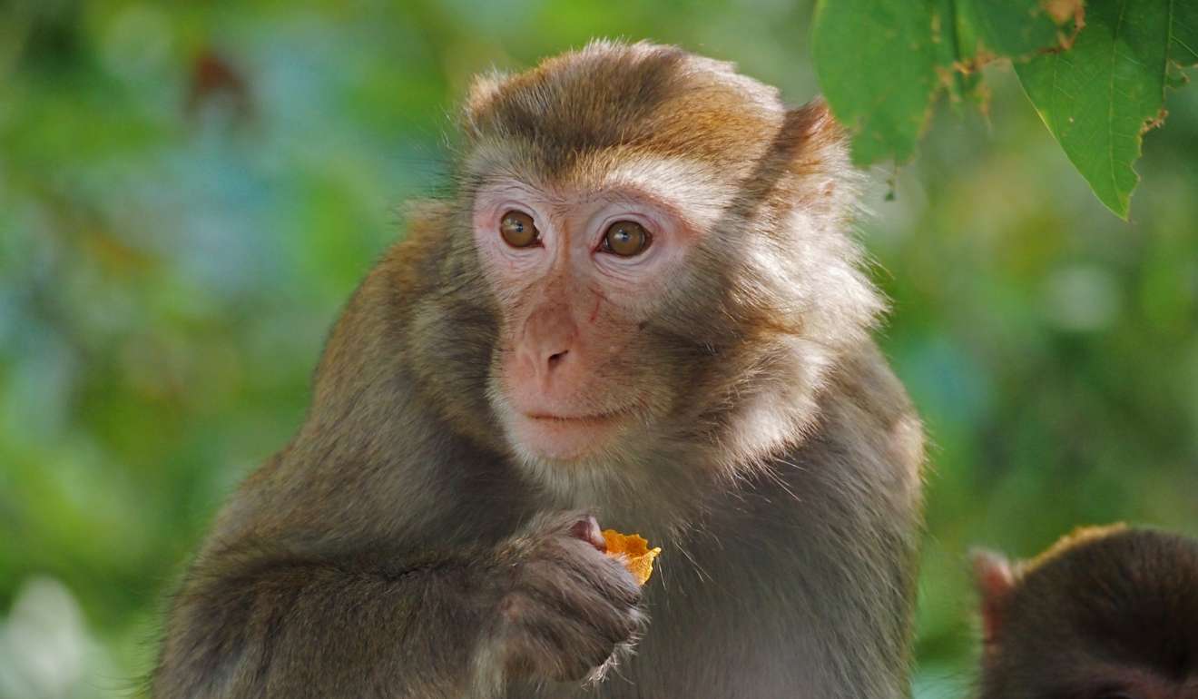 Discovery of ‘invasive species gene’ prompts Japanese zoo to cull 57 ...