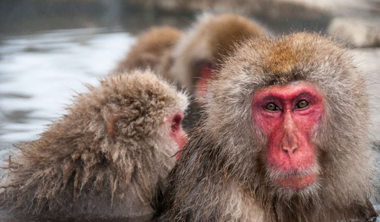 Discovery of ‘invasive species gene’ prompts Japanese zoo to cull 57 ...