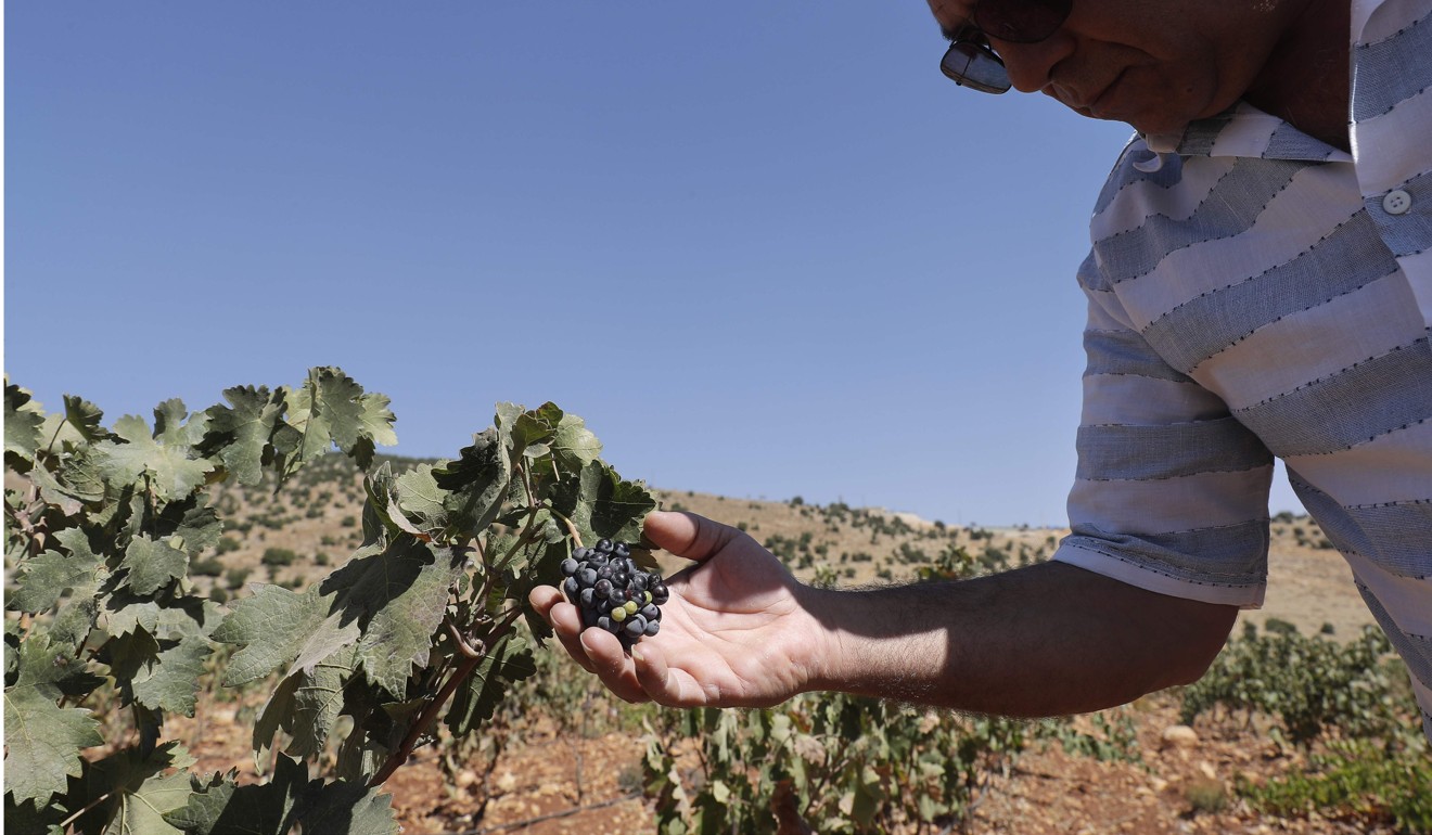 From weed to wine: Lebanon’s farmers are ditching cannabis for cabernet ...