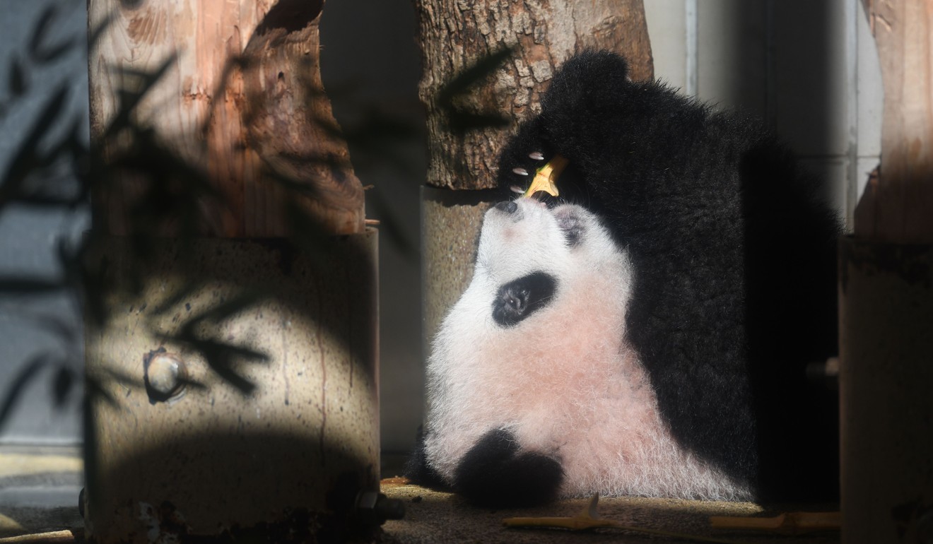 Xiang Xiang the ‘auspicious’ cuddly panda cub makes public debut at ...