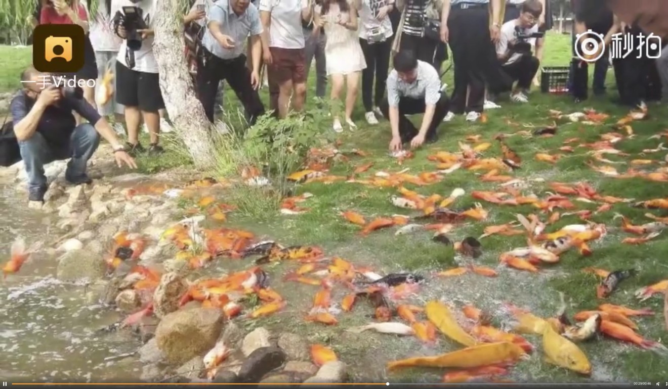 Japanese koi accidentally dumped on Chinese university lawn | South ...