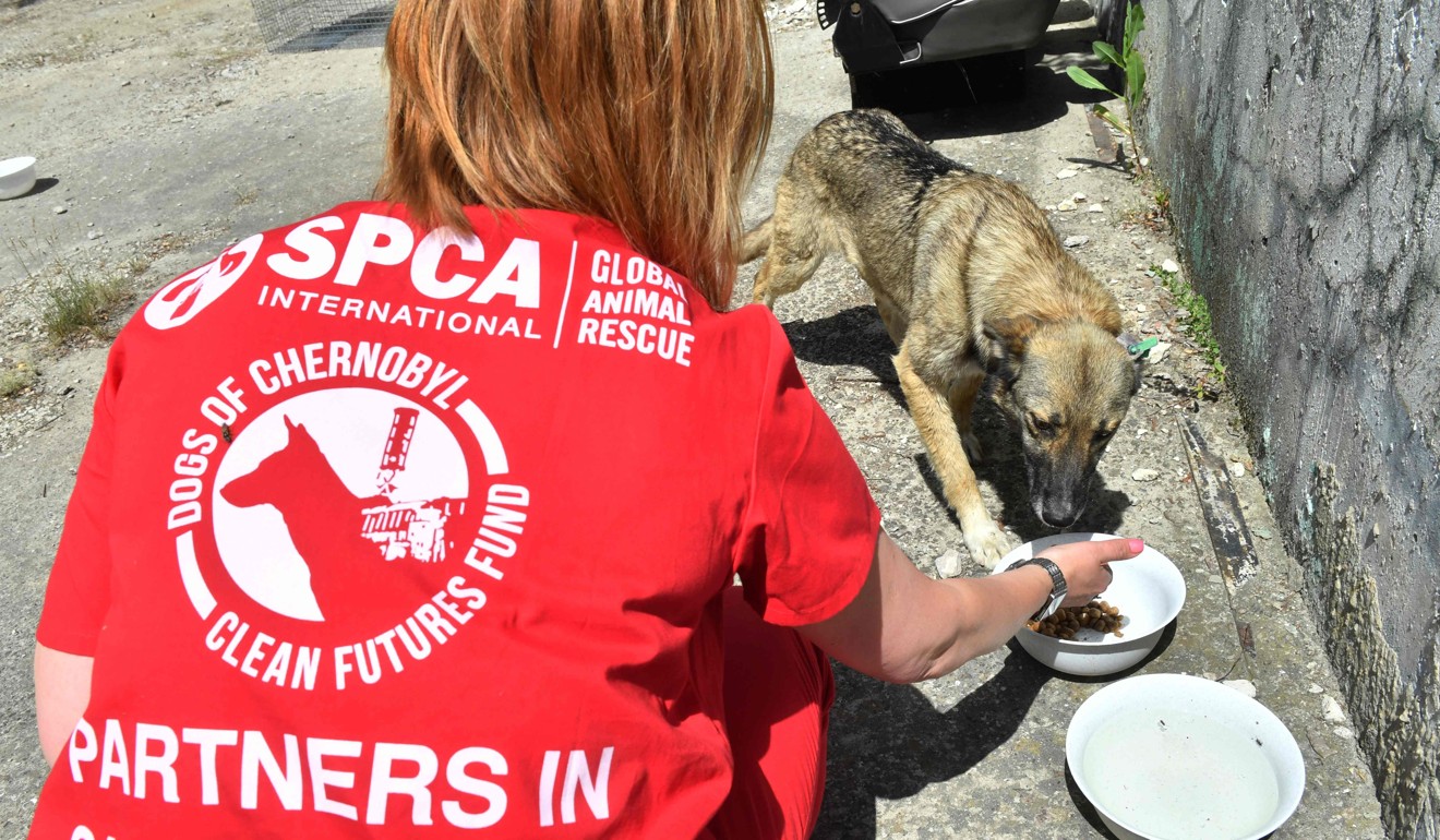 Atomic dogs: Chernobyl’s strays being groomed for new life in US ...
