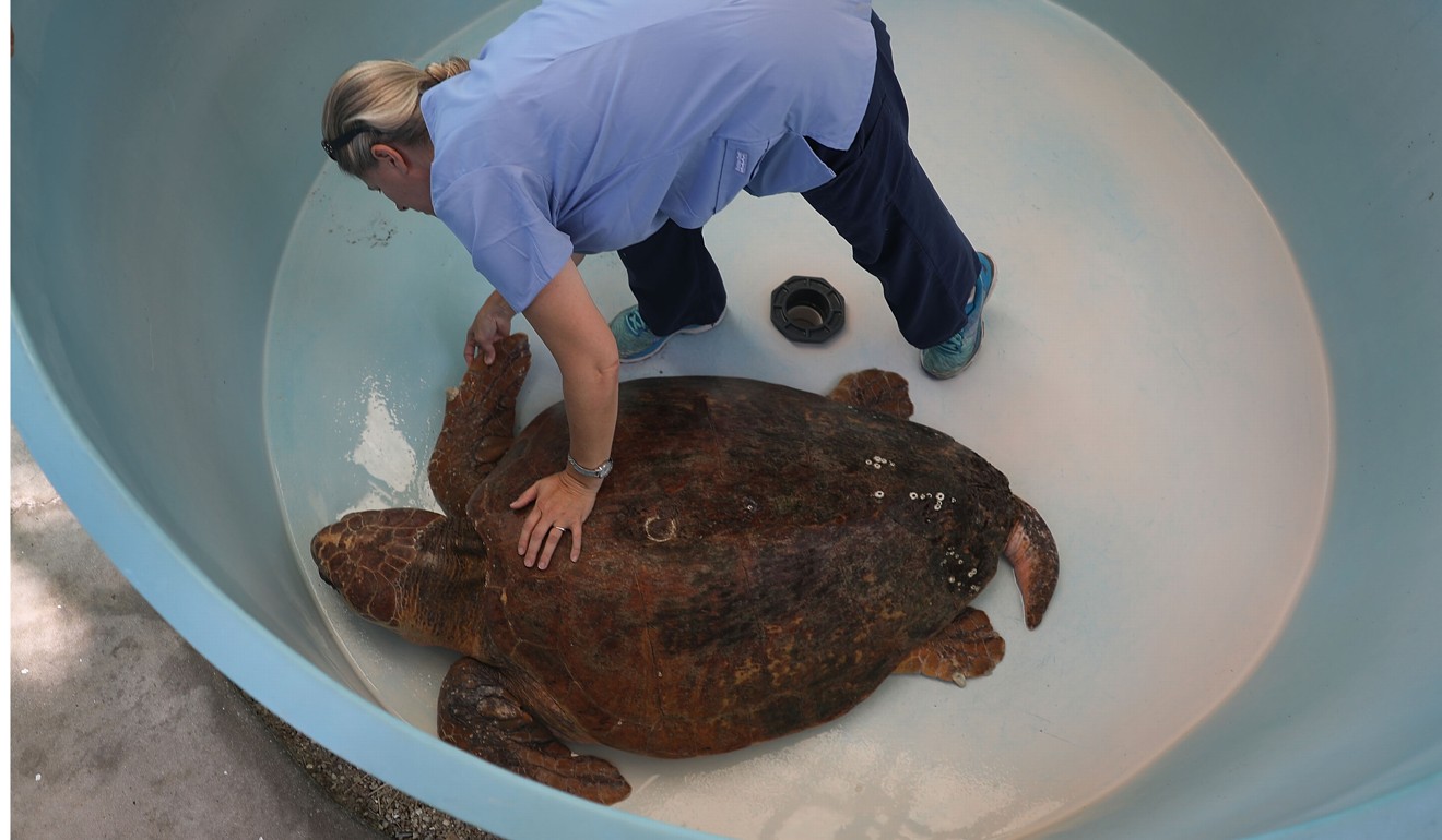 12 dolphins dead in ‘devastating’ loss, as red tide disaster wipes out ...