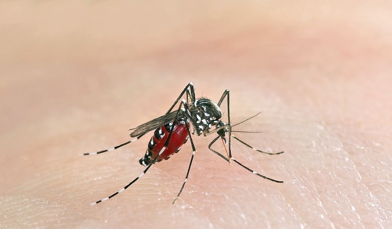 Hong Kong’s dengue fever outbreak hits record high as four new cases ...