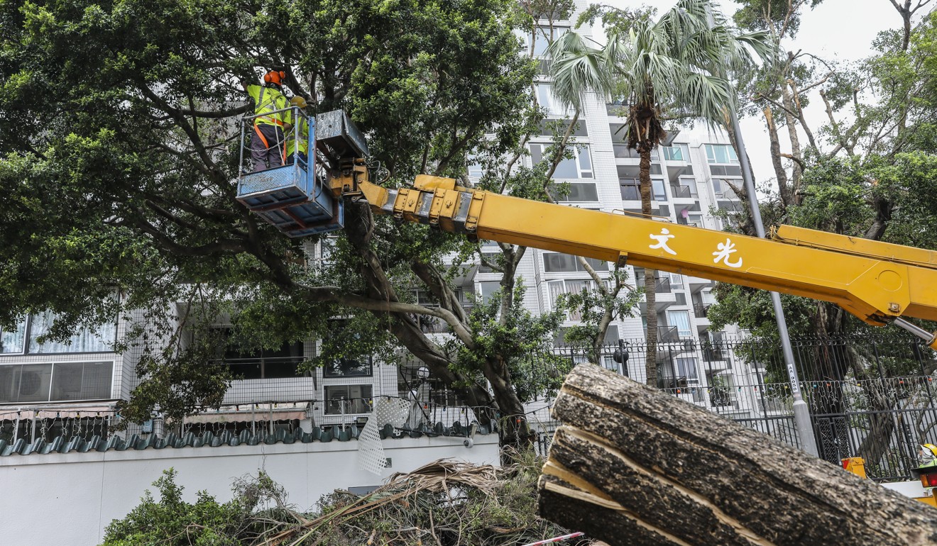‘Worst post-typhoon tree situation’: Hong Kong’s long clean-up after ...
