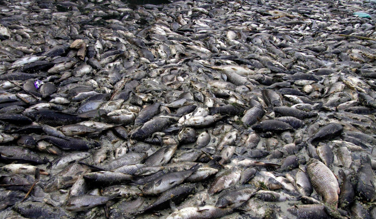 Mystery solved: UN discovers millions of Iraqi carp were killed last ...