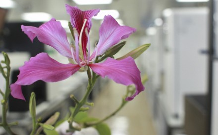 How the bauhinia flower became Hong Kong’s emblem | Post Magazine ...