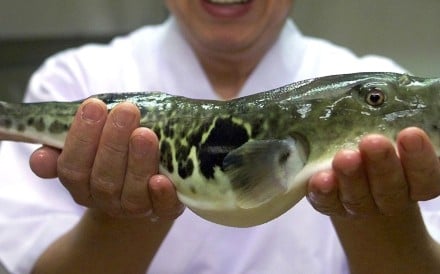 Japanese cormorant fishermen keep alive tradition that belongs to ...