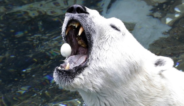 Canadian father Aaron Gibbons ‘died a hero’, defending children from ...