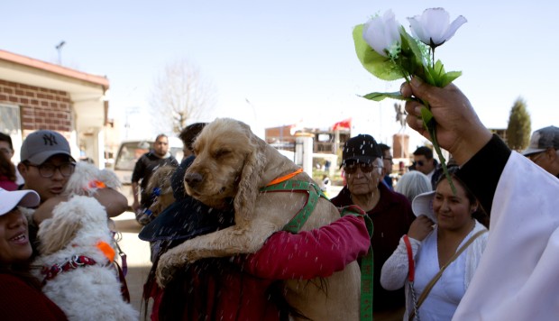 Dog day in Bolivia as church honours patron saint of pooches | South ...