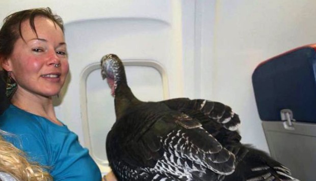 Emotional support animals: turkey and horse fly, but squirrel, pig and ...