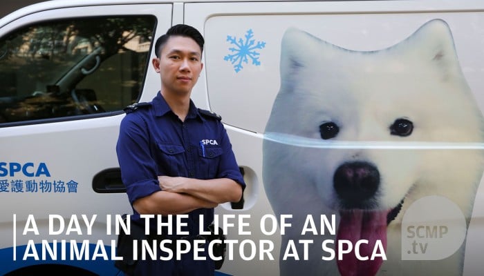 A day in the life of an animal inspector at SPCA | South China Morning Post