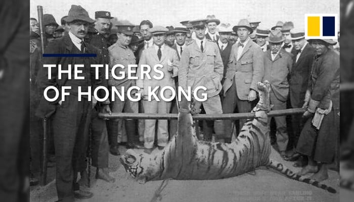The tigers of Hong Kong | South China Morning Post