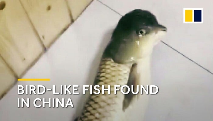 Bird-like fish found in China | South China Morning Post