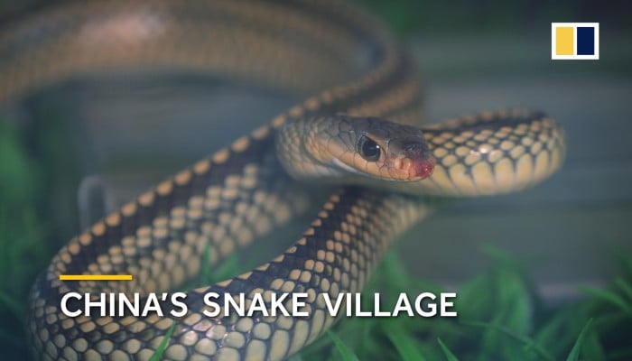 China’s snake village | South China Morning Post