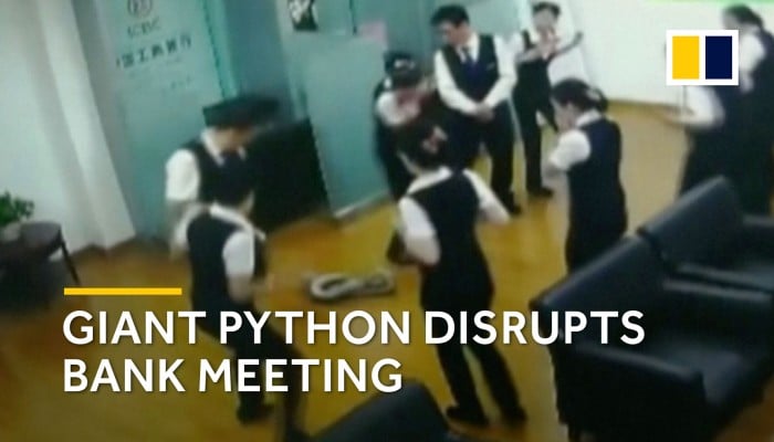 Giant python falls through ceiling during Chinese bank meeting | South ...