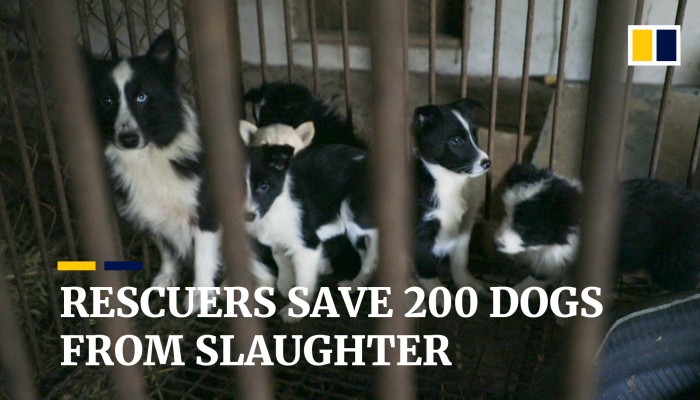 Some 200 dogs saved from slaughter in South Korea dog farm | South ...