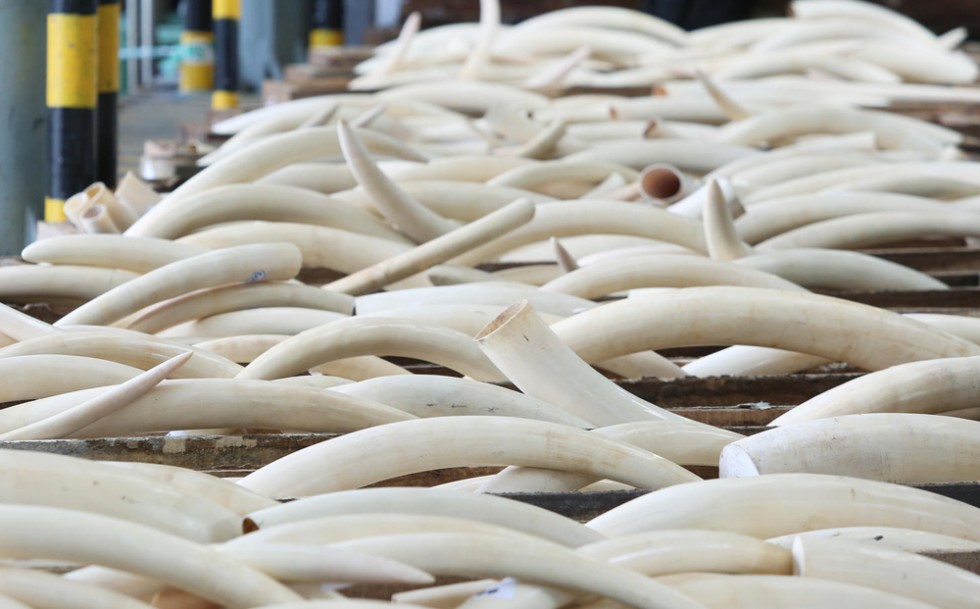Huge tusks and skins haul destined for Hong Kong? | South China Morning ...