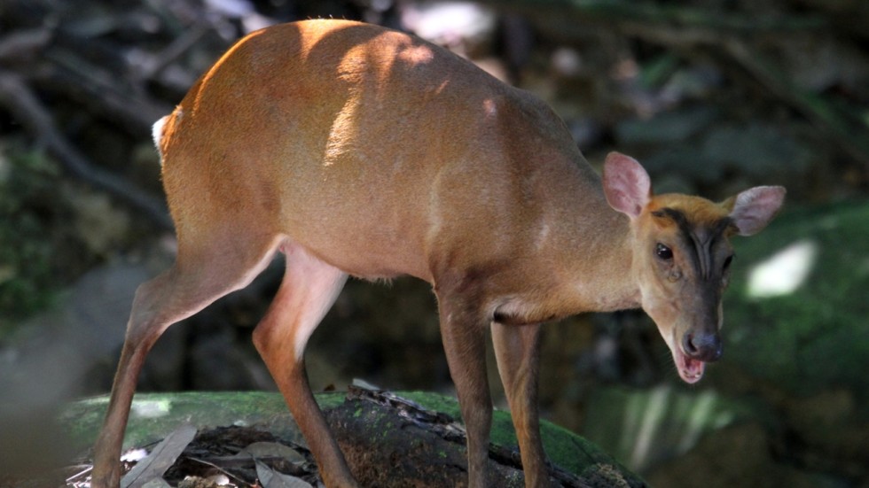 Civet cats, barking deer, porcupine and wild boar: Hong Kong’s urban ...