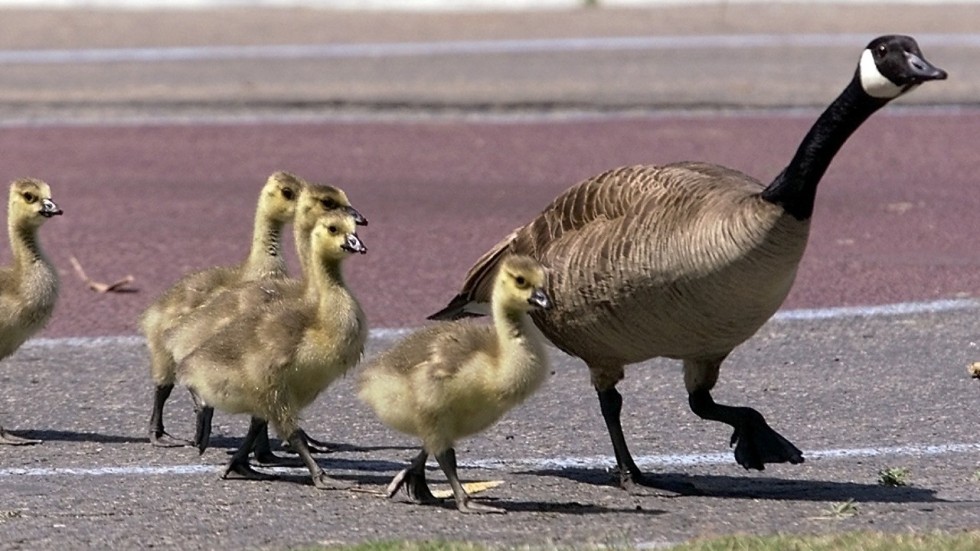 US billionaire who bought lakeside home refuses to pay tax because wild ...