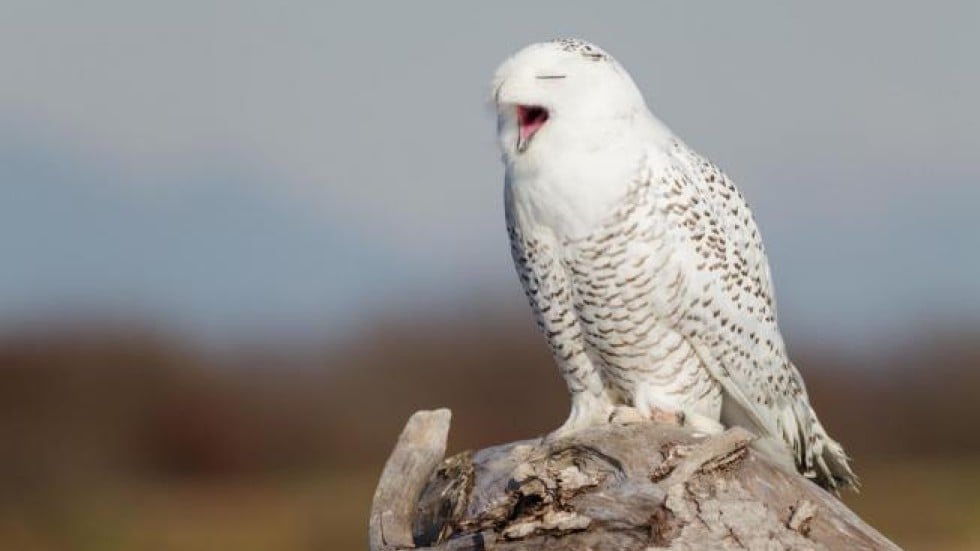 Joy and concern as snowy owls arrive in Vancouver | South China Morning ...