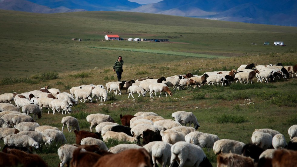 Mongolia to move up food chain | South China Morning Post