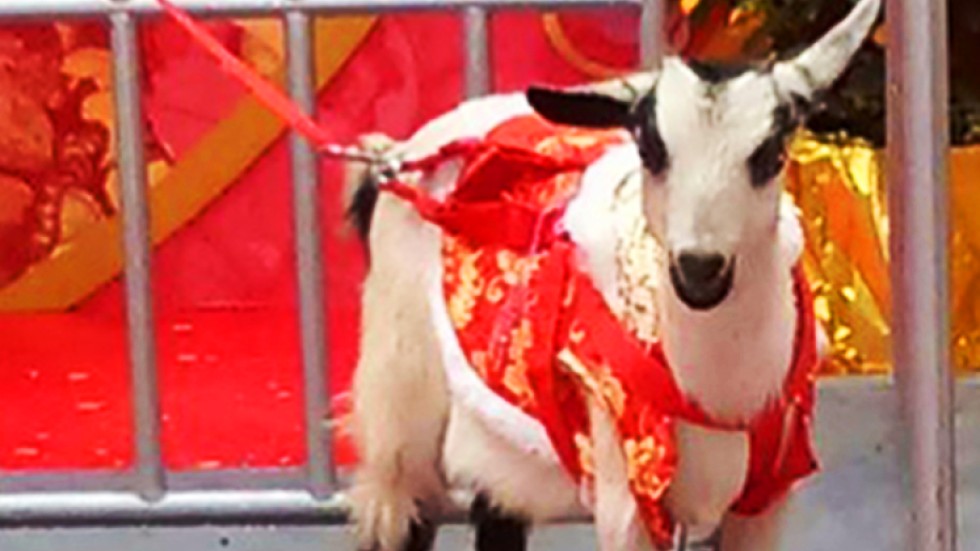 You're kidding: live goat in Hong Kong shopping centre stunt infuriates ...
