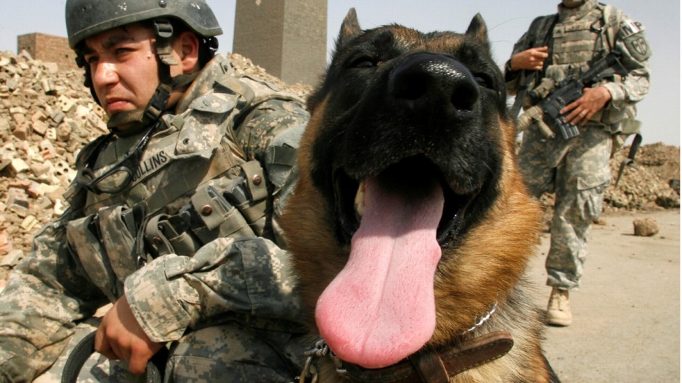 US Army mistreats its soldiers’ life-saving, bomb-sniffing canine ...