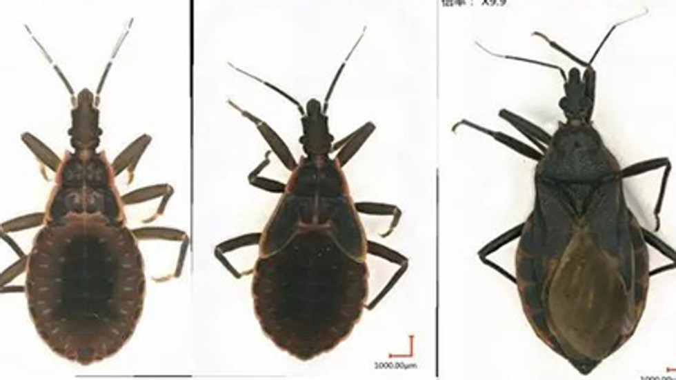 Reward offered for ‘kissing bugs’ after feared Chinese outbreak of ...