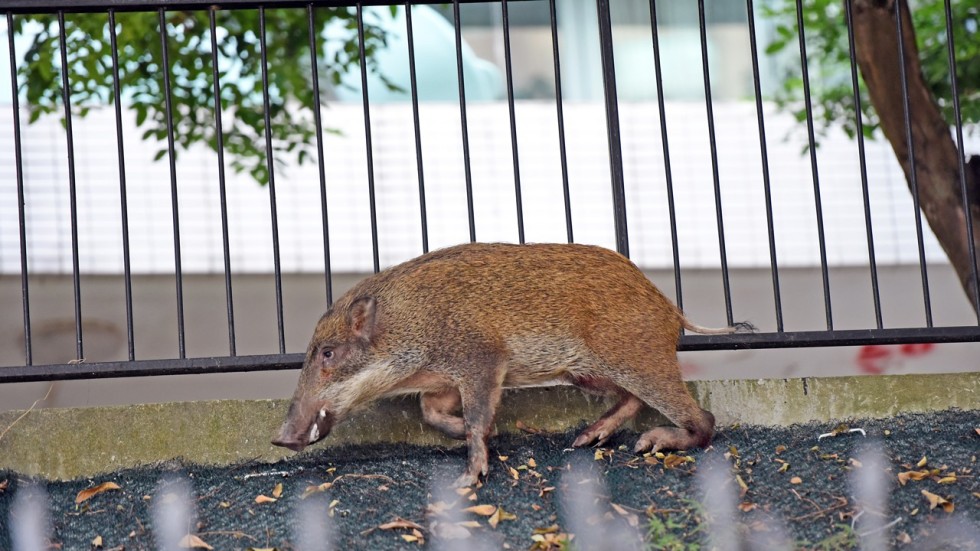 University of Hong Kong issues warning after wild pig attacks injure ...