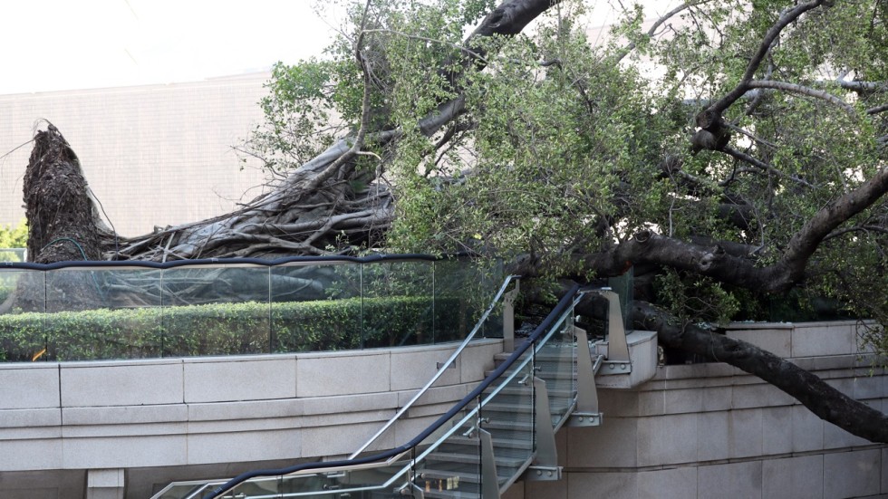 ‘Time running out’ to save historic Hong Kong banyan tree felled by ...