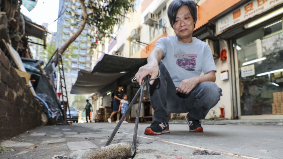 Hong Kong’s rat problem could be worse than first thought as pest ...