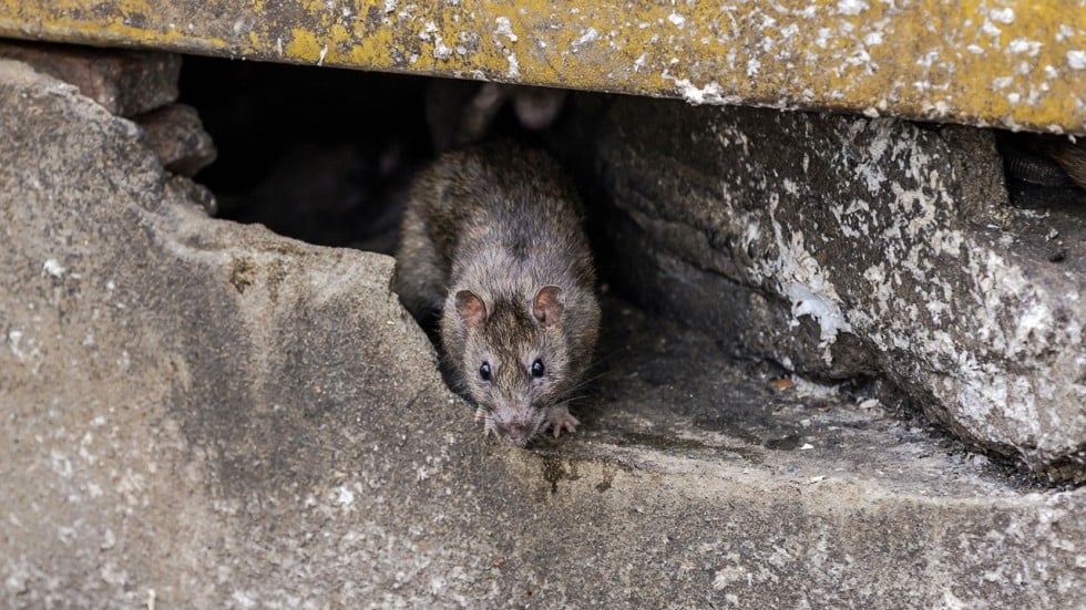 Hong Kong’s rat problem can be tackled with accurate data and ...