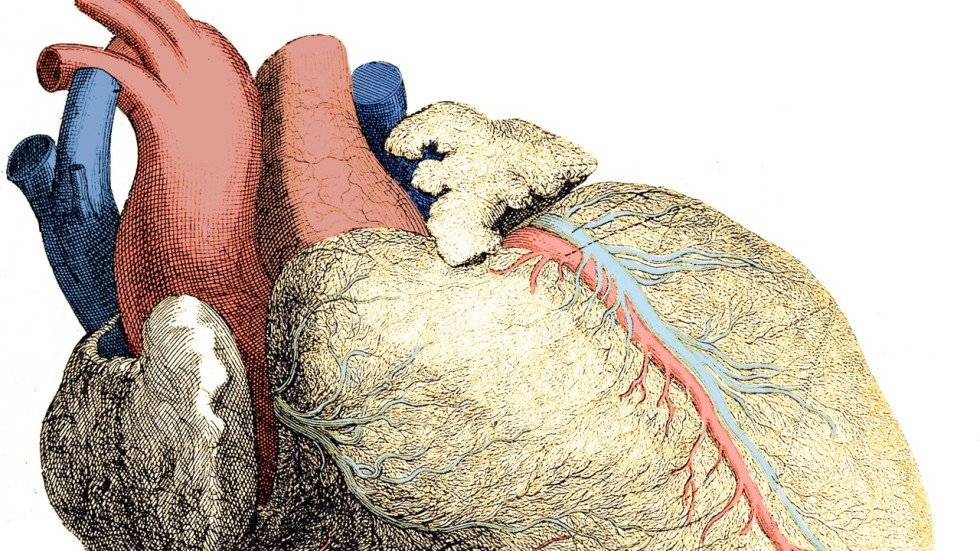 Matters Of The Heart Cardiologist Explains The Workings Of Our Most