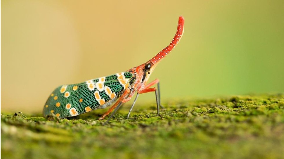 Surprising Hong Kong: a celebration of city’s wildlife in all its ...