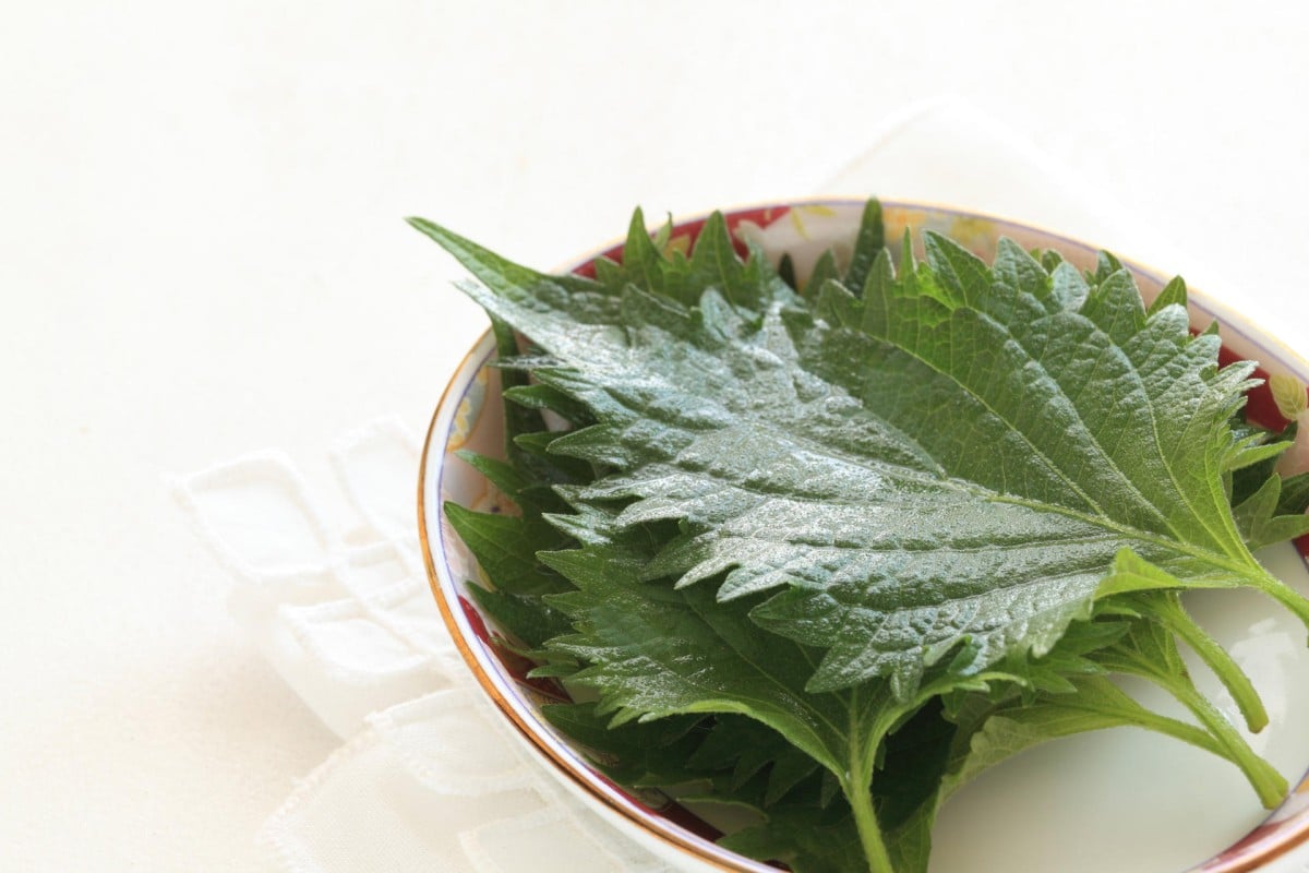 Shiso leaf has as many uses as it does names | Post Magazine | South ...