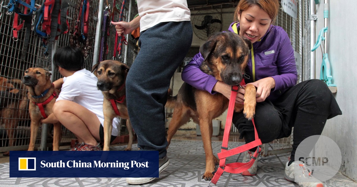 Hong Kong dog shelter overcomes dark past by continuing animal welfare ...