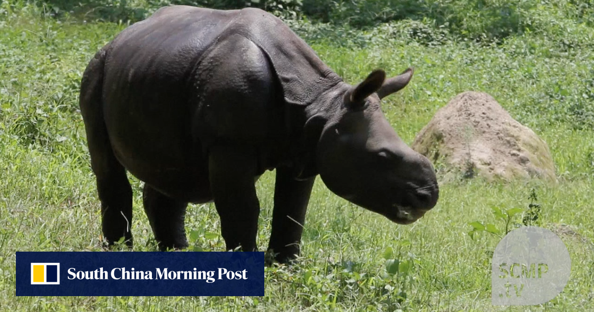 Rare Indian rhinos face growing threat from poachers | South China ...